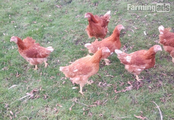 Birds for sale in the UK | Friday-Ad